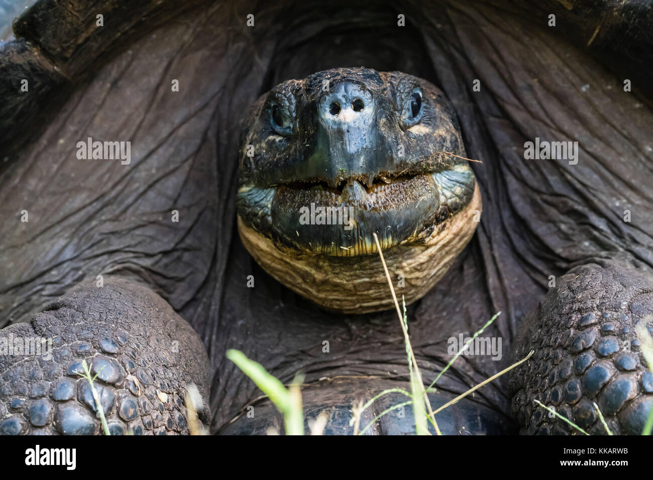 Wild Galapagos giant tortoise (Geochelone elephantopus), face detail ...