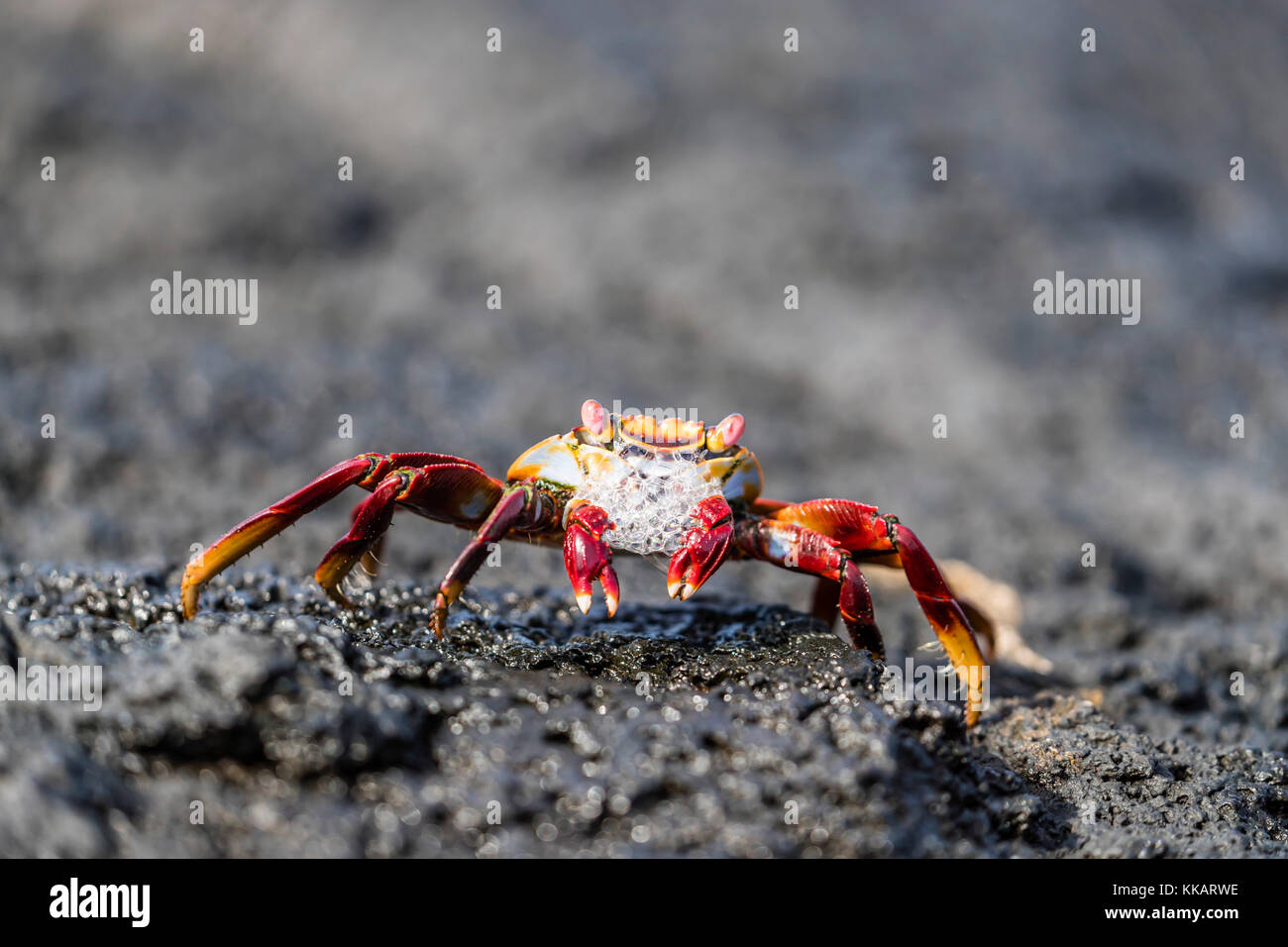 Molting Crab