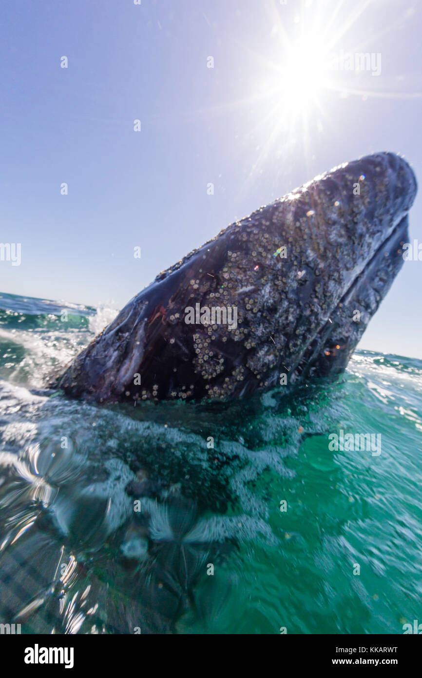 California gray whale (Eschrichtius robustus), spy-hopping in San ...