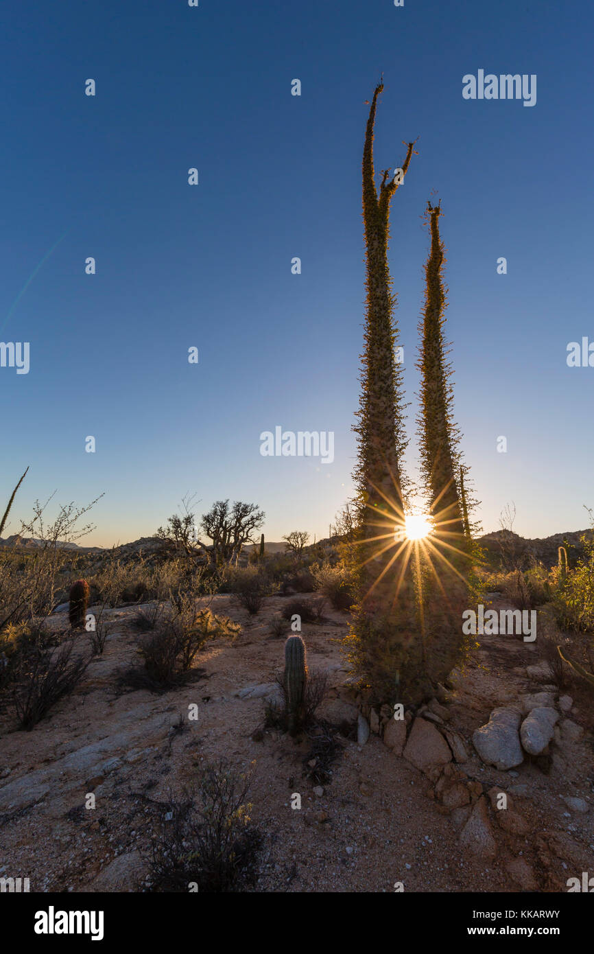 Boojum (Cirio) (Fouquieria columnaris) tree at sunset, Rancho Santa ...