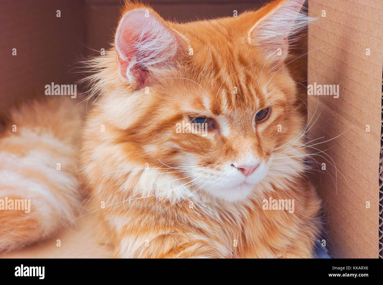 Red Maine Coon Kitten Inside a Box. Close up Stock Photo - Alamy