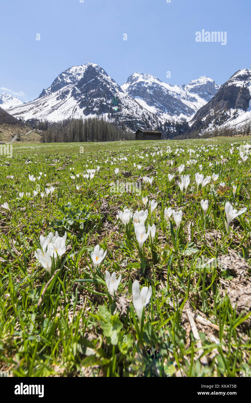 Snowy peaks and Crocus flowers during spring bloom, Davos, Sertig ...