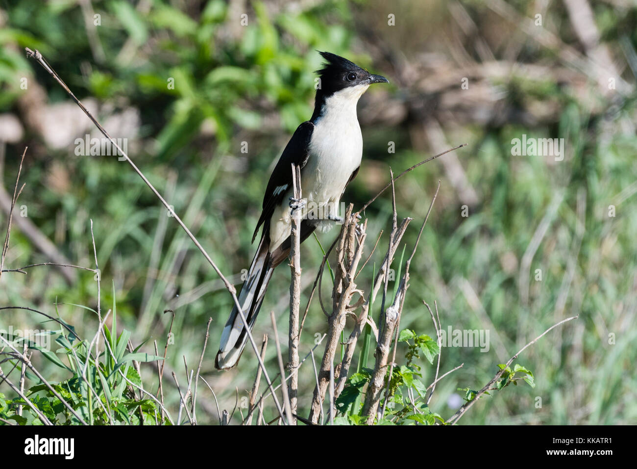 A black and white cuckoo (Oxylophus jacobinus), perching, Tsavo, Kenya ...