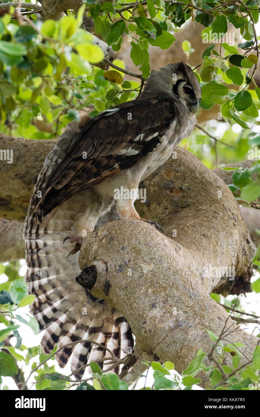 A Verreaux's eagle-owl (Bubo lacteus) in a tree, Tsavo, Kenya, East ...