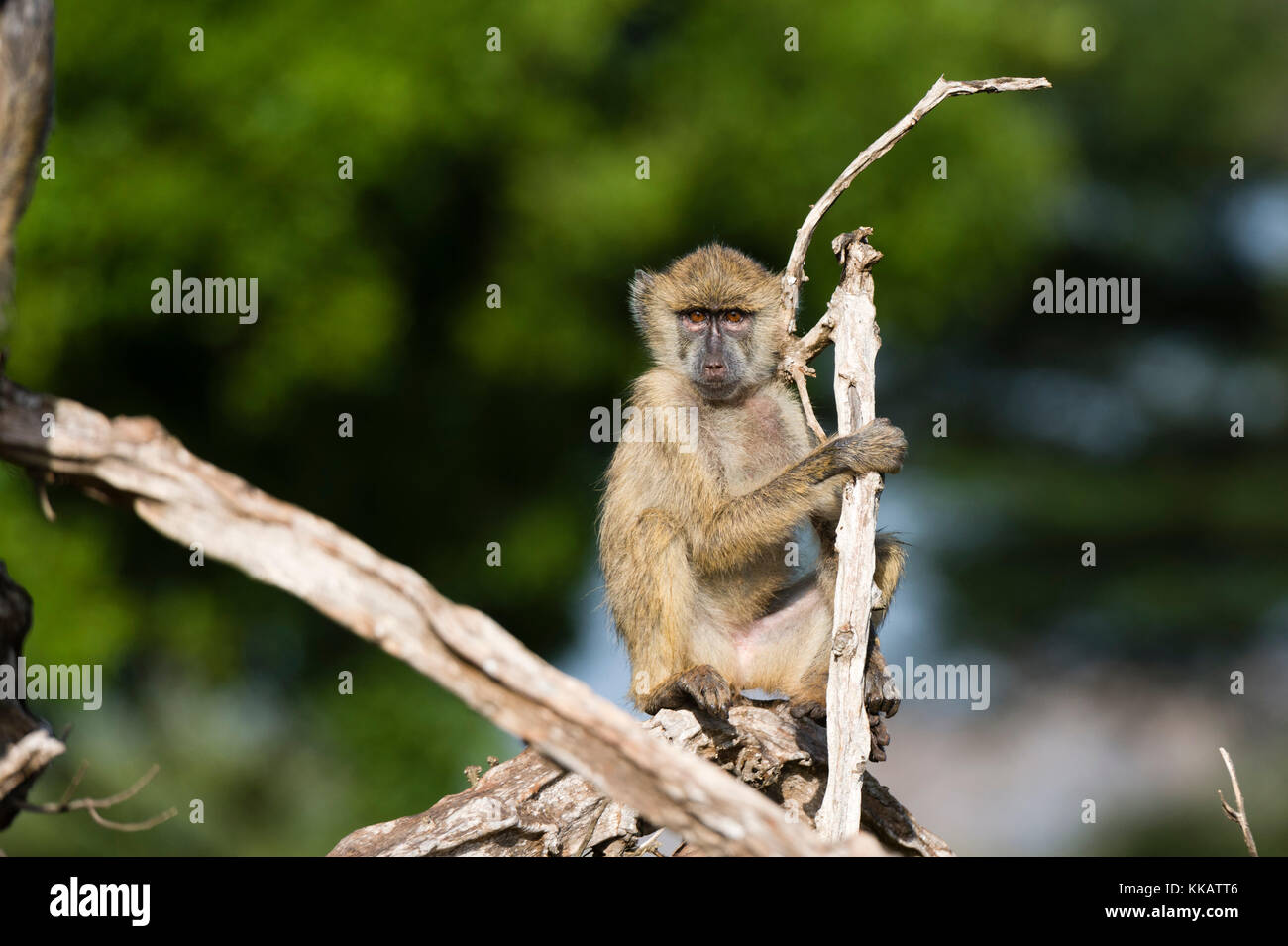 A baby yellow baboon (Papio hamadryas cynocephalus), resting on a tree ...