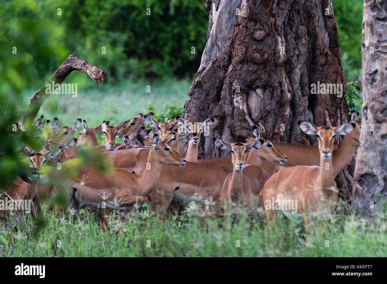 An harem of female impalas (Aepyceros melampus), Tsavo, Kenya, East ...
