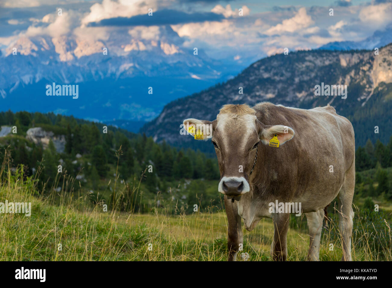 View of landscape and cattle from Marmolada Pass at sunset, South Tyrol ...