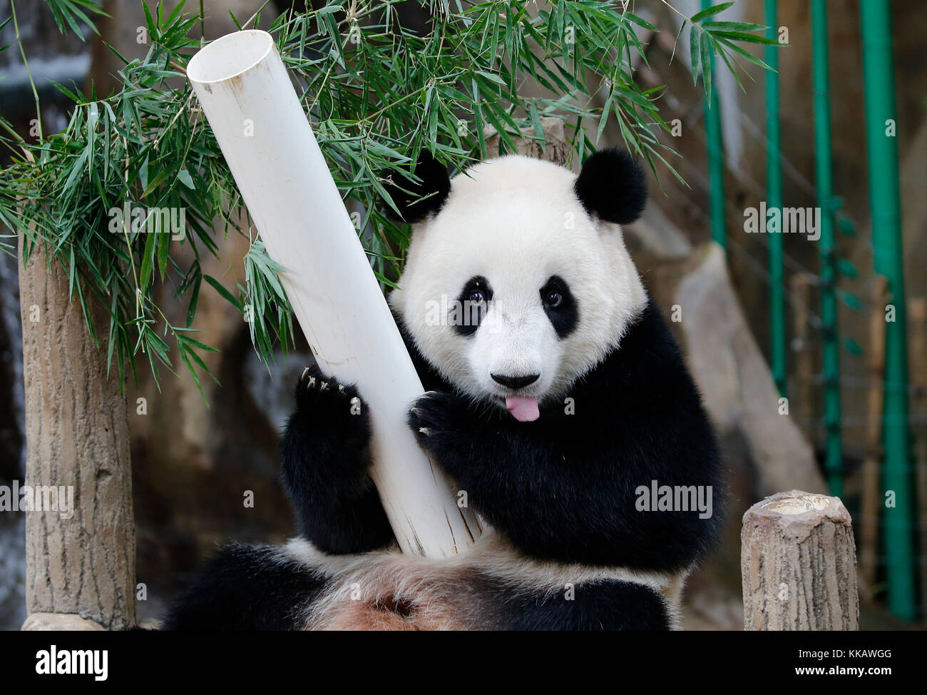 Nuan Nuan (means warmth), the first Malaysian-born Panda cub is sitting ...