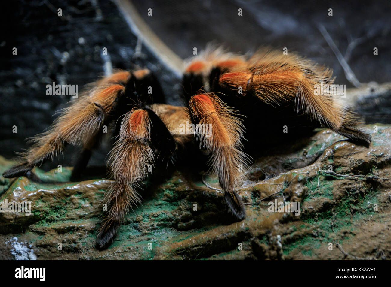 Antilles pink-toed tarantula, Avicularia versicolor, Caribena ...