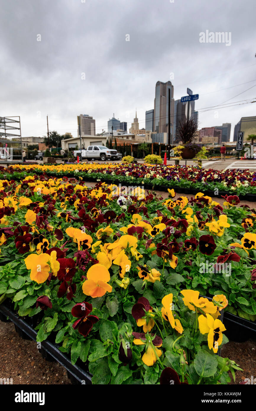Dallas, Texas, USA, autumn, fall, flowers, skyline Stock Photo - Alamy