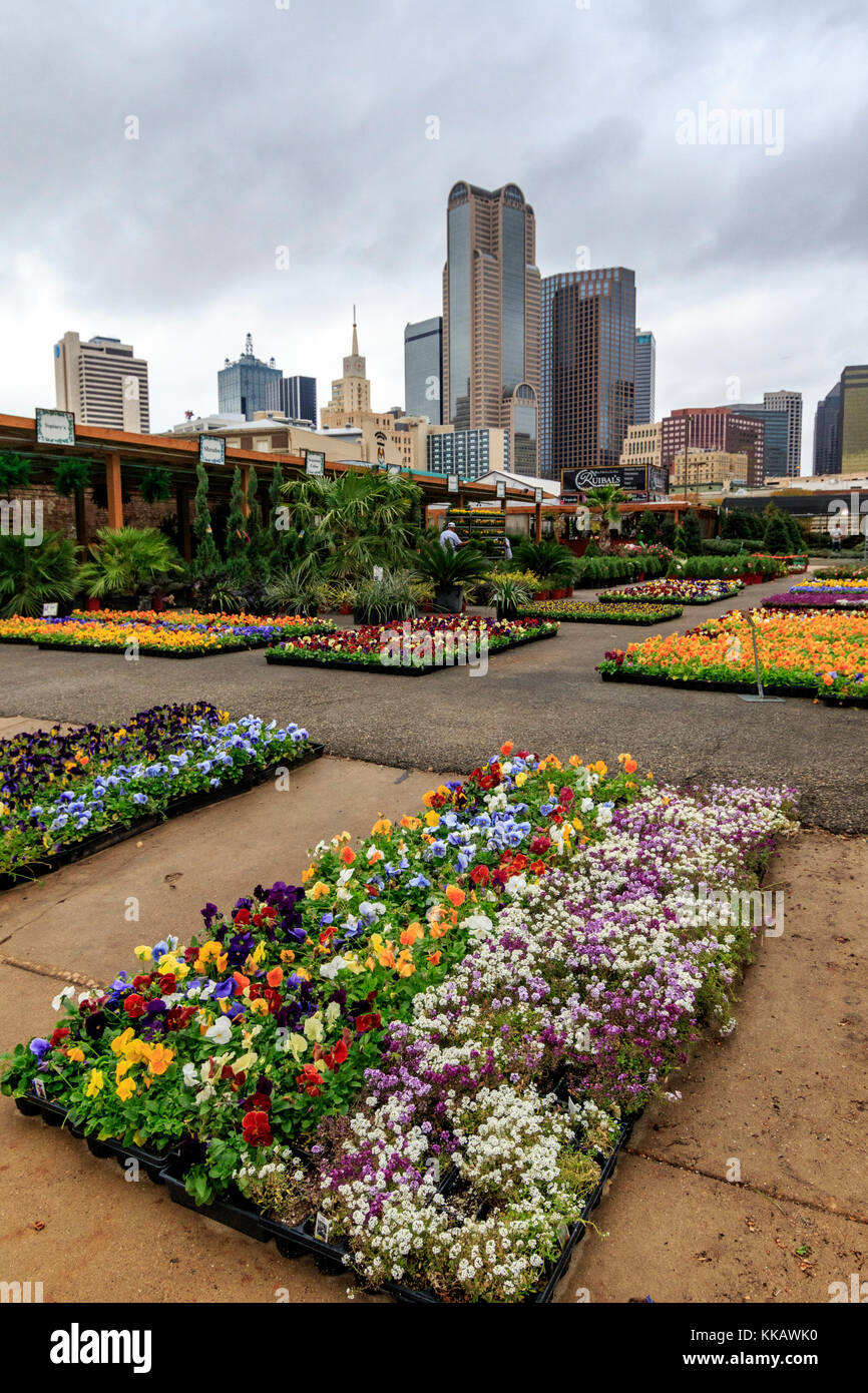 Dallas, Texas, USA, autumn, fall, flowers, skyline Stock Photo - Alamy