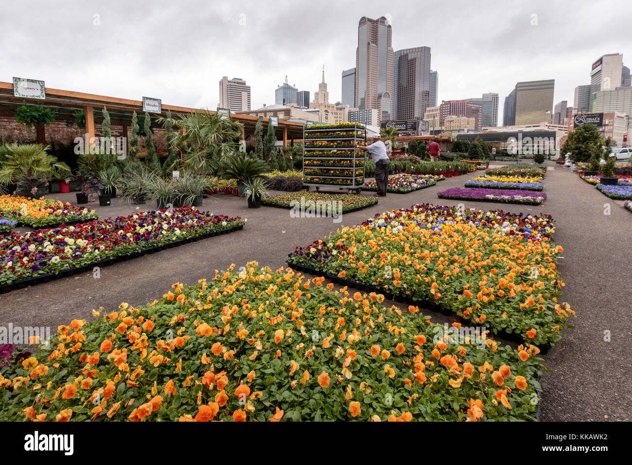 Dallas, Texas, USA, autumn, fall, flowers, skyline Stock Photo - Alamy