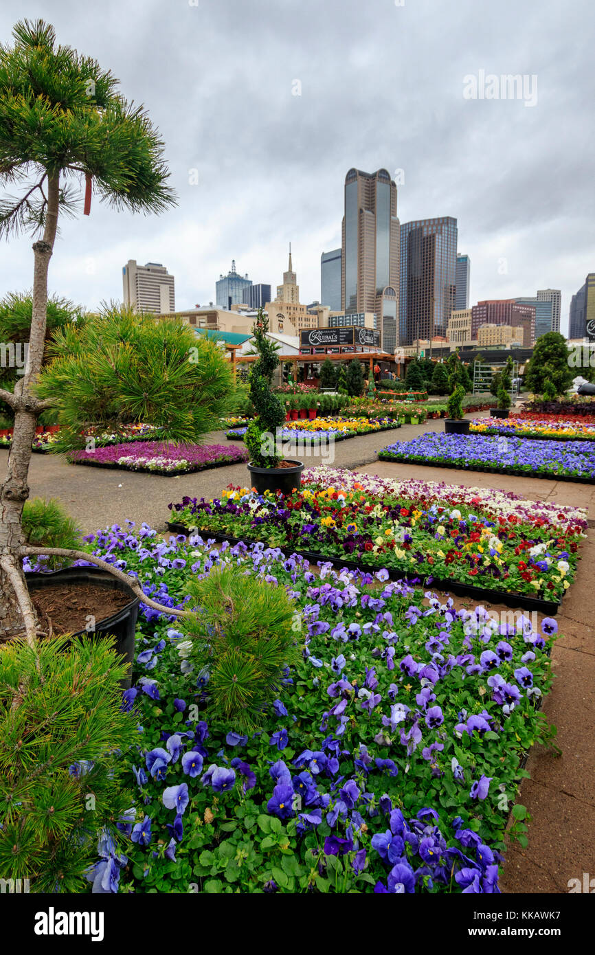 Dallas, Texas, USA, autumn, fall, flowers, skyline Stock Photo - Alamy