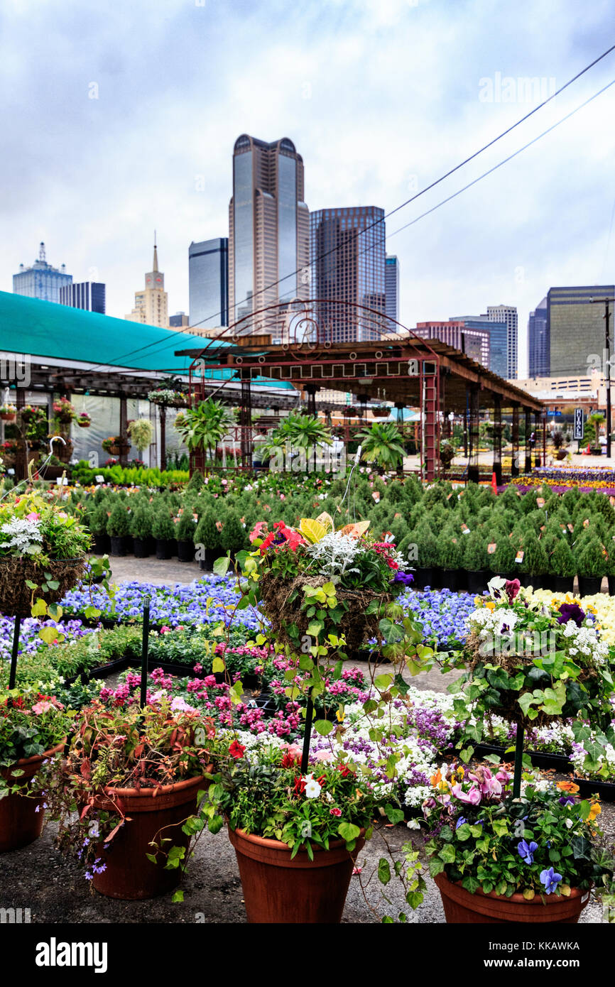 Dallas, Texas, USA, autumn, fall, flowers, skyline Stock Photo - Alamy