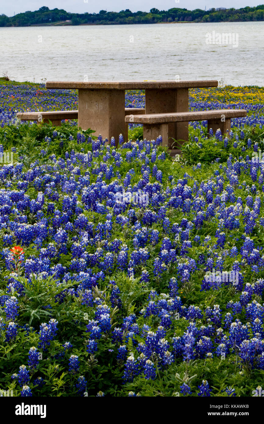 Castilleja, Ennis, Lake Bardwell, Lupinus texensis, Meadow View Nature ...