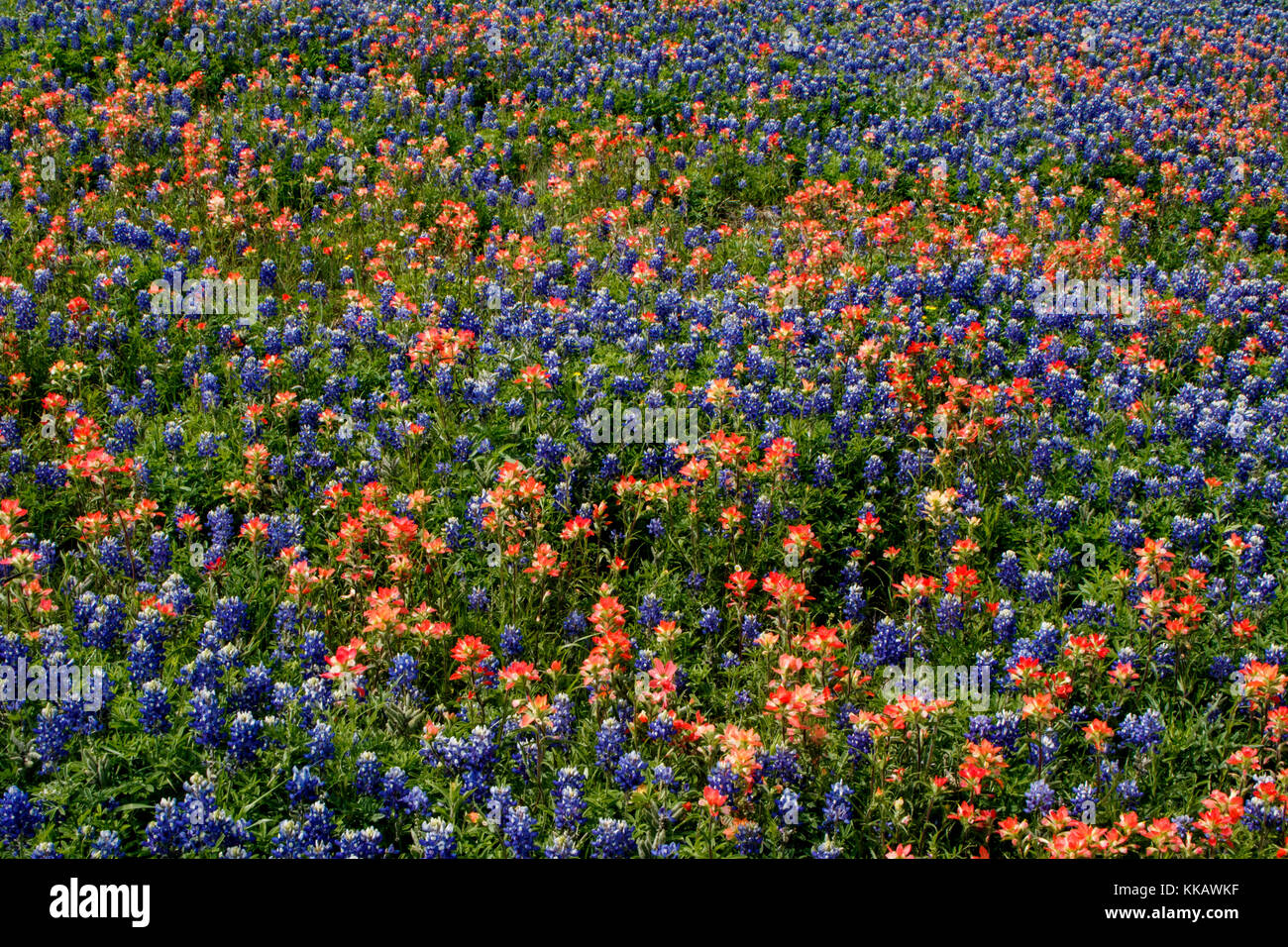 Castilleja, Ennis, Lake Bardwell, Lupinus texensis, Meadow View Nature ...
