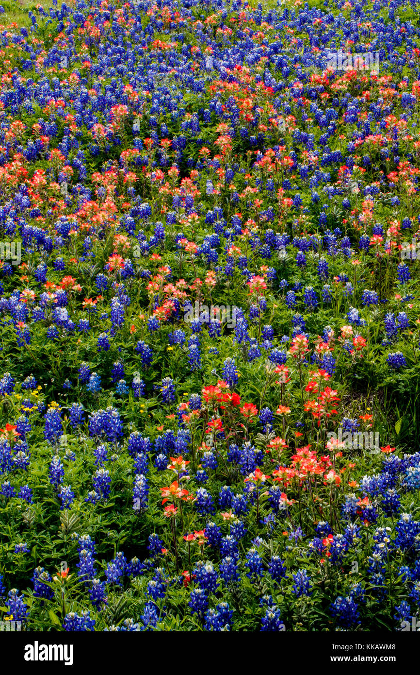 Castilleja, Ennis, Lake Bardwell, Lupinus texensis, Meadow View Nature ...