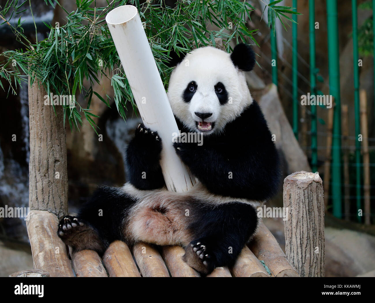 Nuan Nuan (means warmth), the first Malaysian-born Panda cub is sitting ...