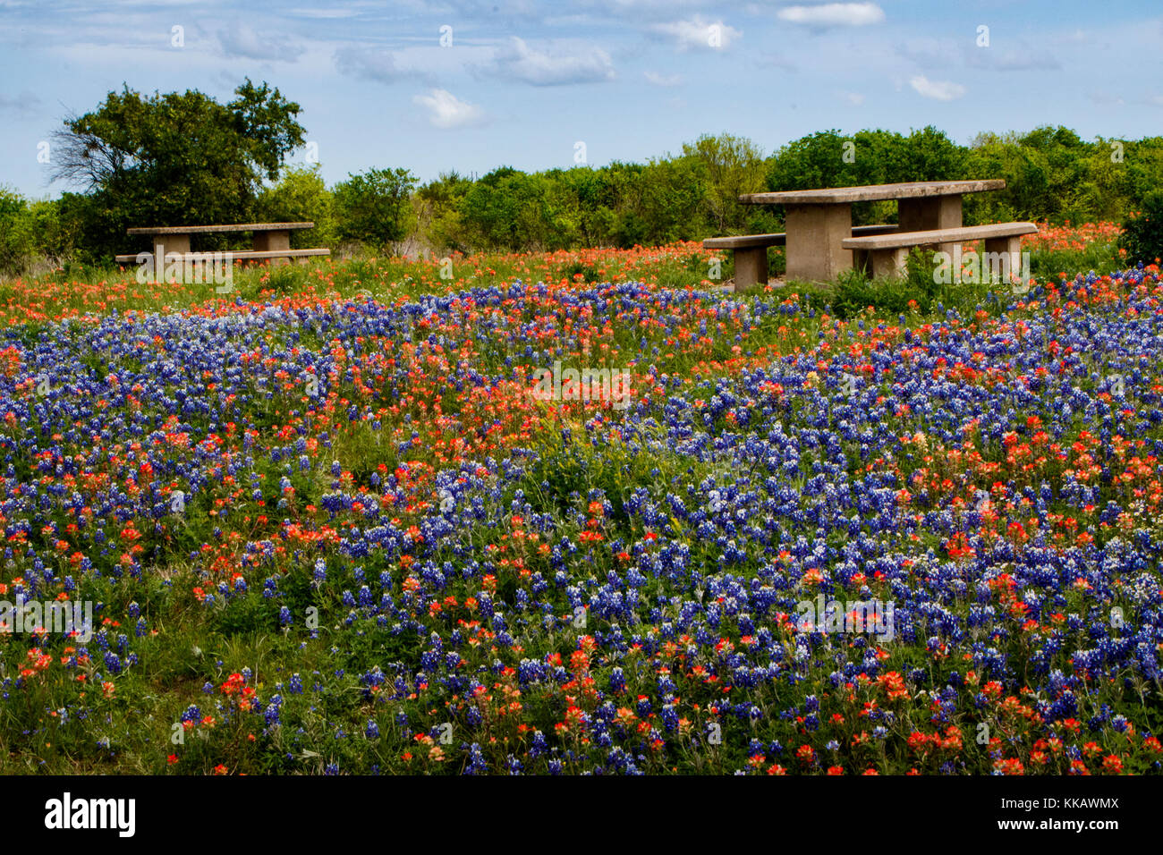 Castilleja, Ennis, Lake Bardwell, Lupinus texensis, Meadow View Nature ...