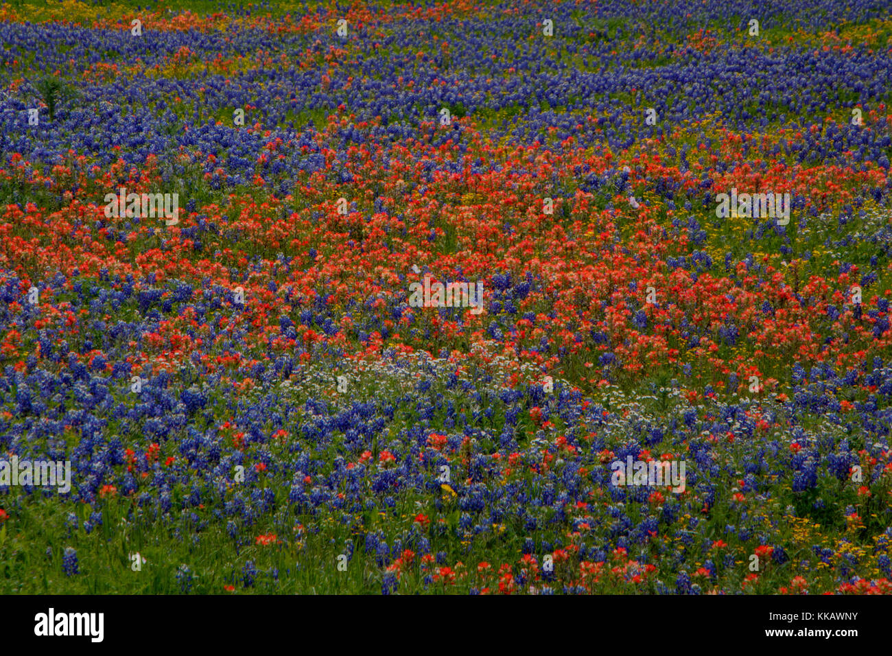 Castilleja, Ennis, Lake Bardwell, Lupinus texensis, Meadow View Nature ...