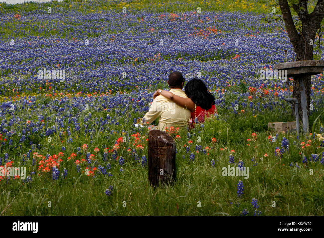 African American, Castilleja, Ennis, Lake Bardwell, Lupinus texensis ...