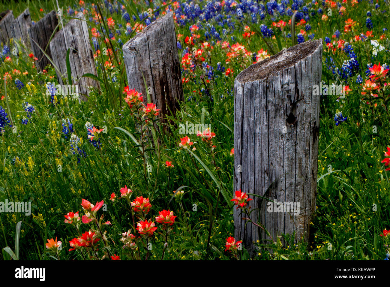 Castilleja, Ennis, Lake Bardwell, Lupinus texensis, Meadow View Nature ...
