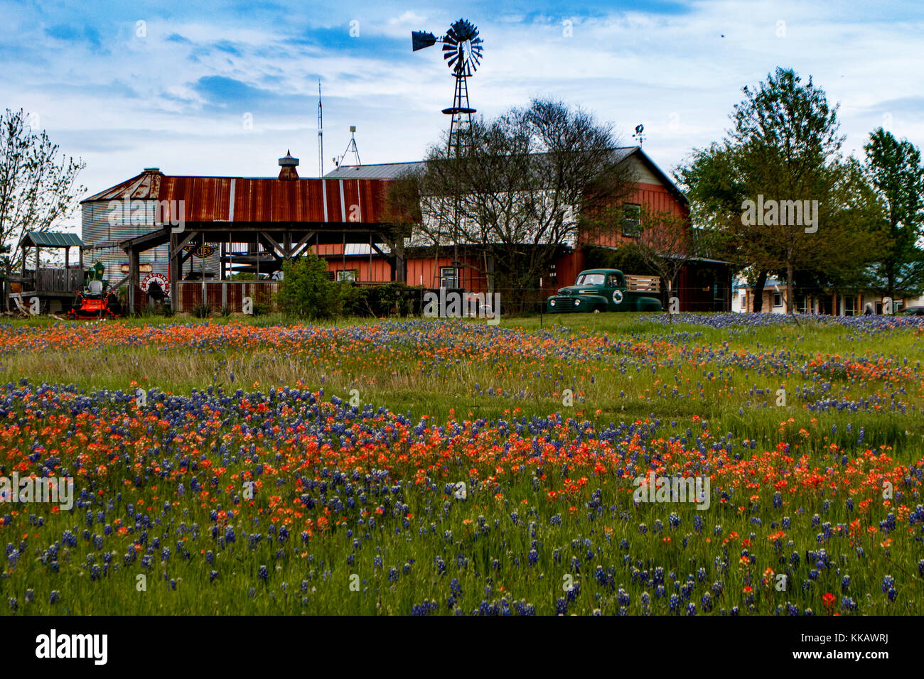 Castilleja, Ennis, Lupinus texensis, Texas, USA, bluebonnets, farm ...