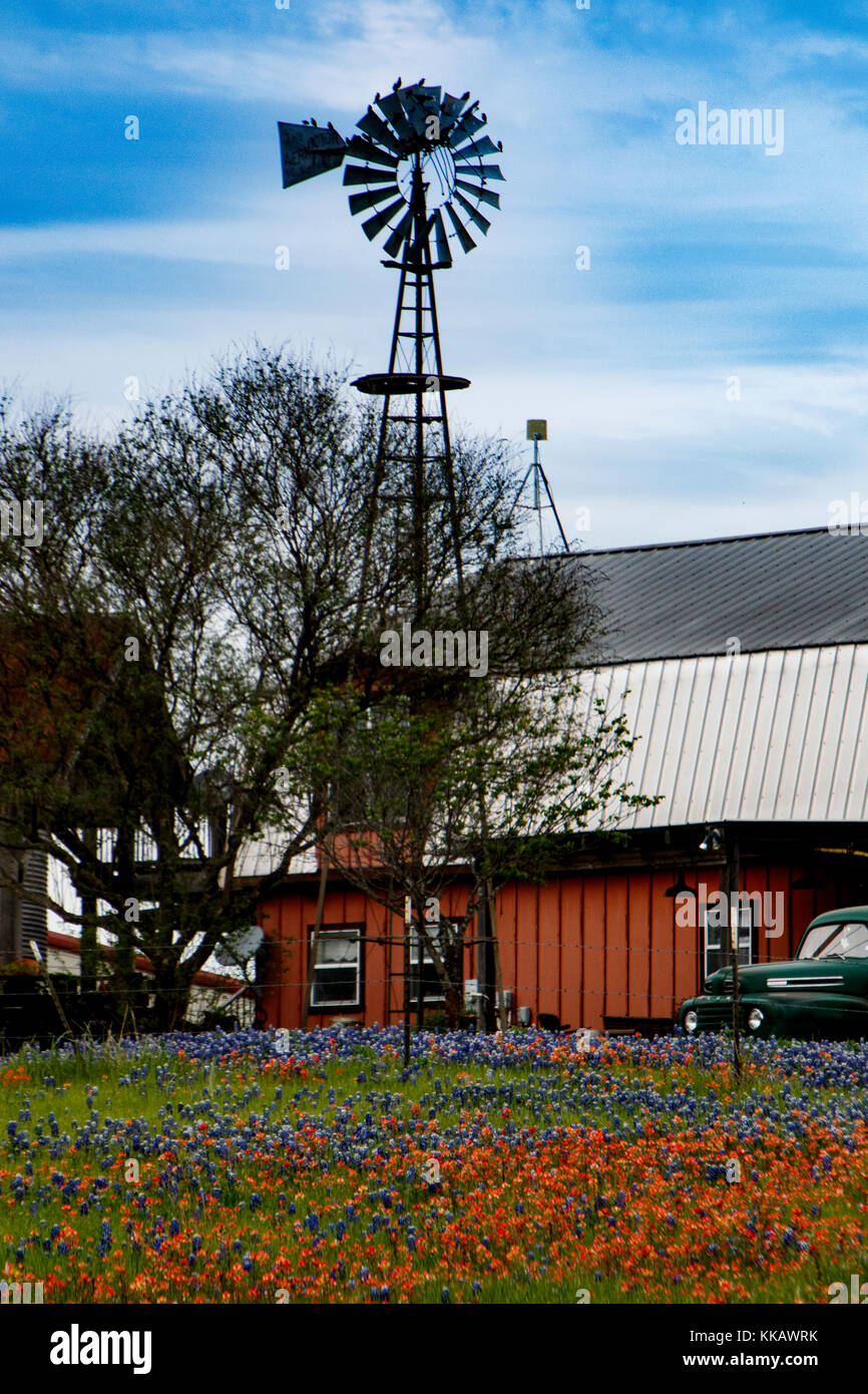 Castilleja, Ennis, Lupinus texensis, Texas, USA, bluebonnets, farm ...