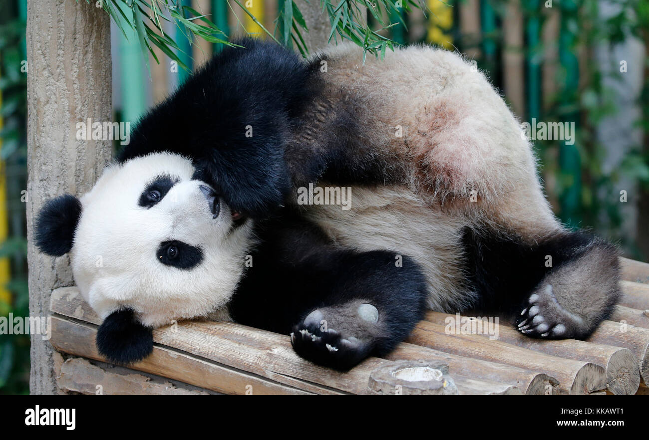 Nuan Nuan (means warmth), the first Malaysian-born Panda cub is lying ...