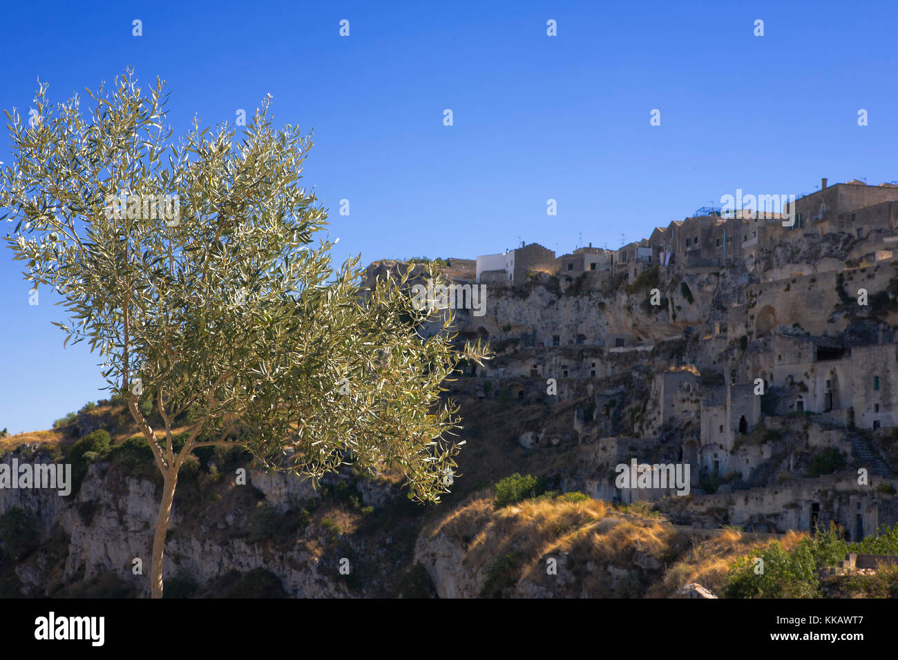 A lone olive tree with the Sasso Caveoso beyond, from Rione Casalnuovo ...