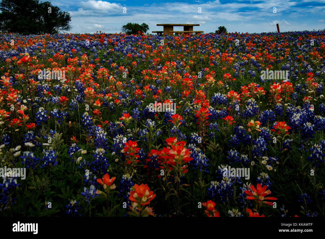 Castilleja, Ennis, Lake Bardwell, Lupinus texensis, Meadow View Nature ...