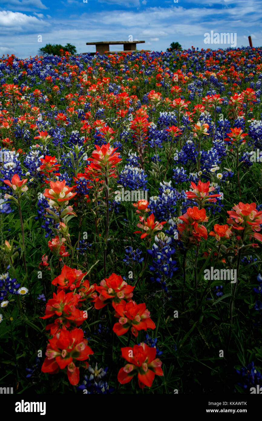 Castilleja, Ennis, Lake Bardwell, Lupinus texensis, Meadow View Nature ...