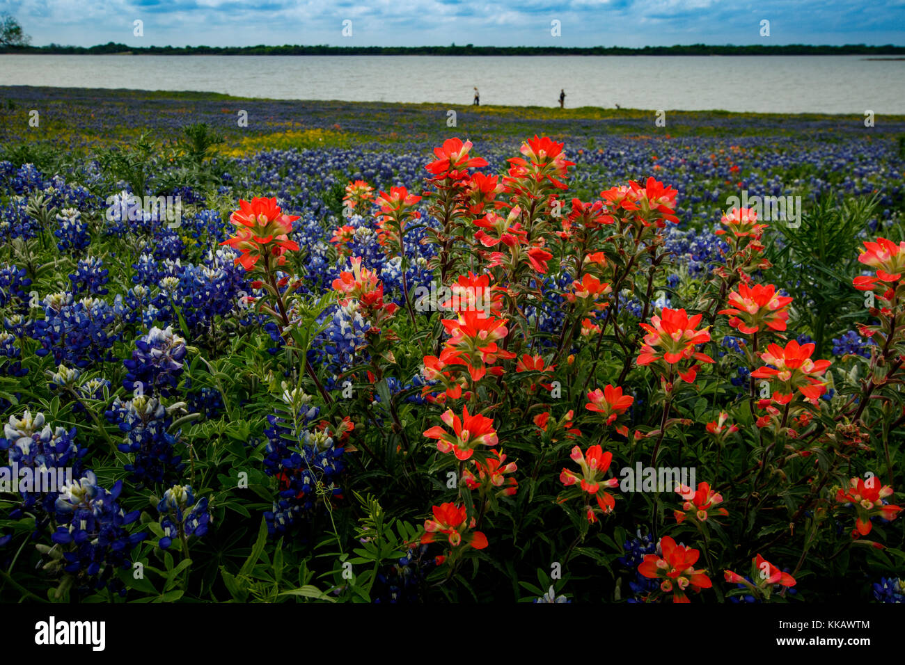 Castilleja, Ennis, Lake Bardwell, Lupinus texensis, Meadow View Nature ...