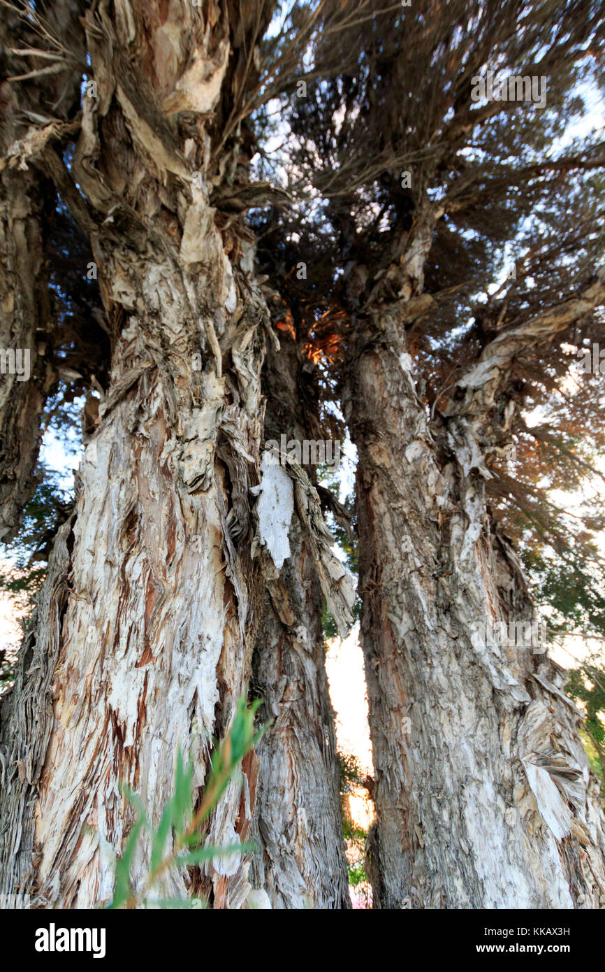 Punk tree hi-res stock photography and images - Alamy