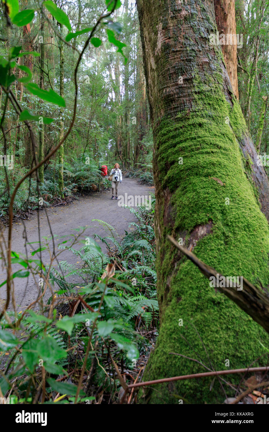 Australia, Barwon South West region, Great Otway National Park, Otway ...