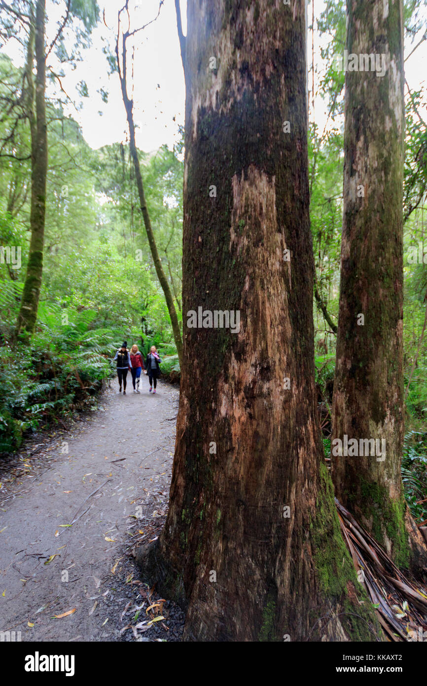 Australia, Barwon South West region, Great Otway National Park, Otway ...