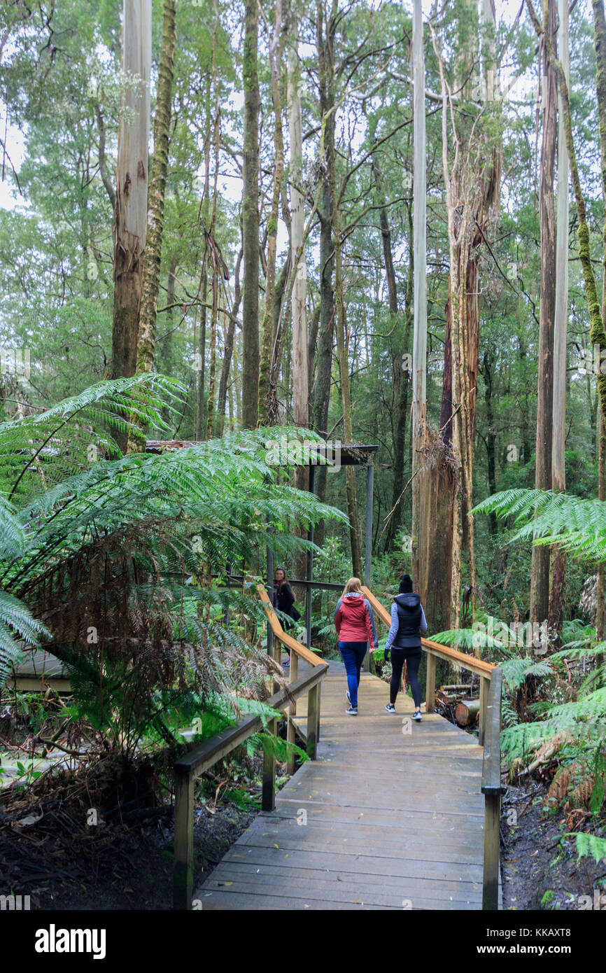 Australia, Barwon South West region, Great Otway National Park, Otway ...