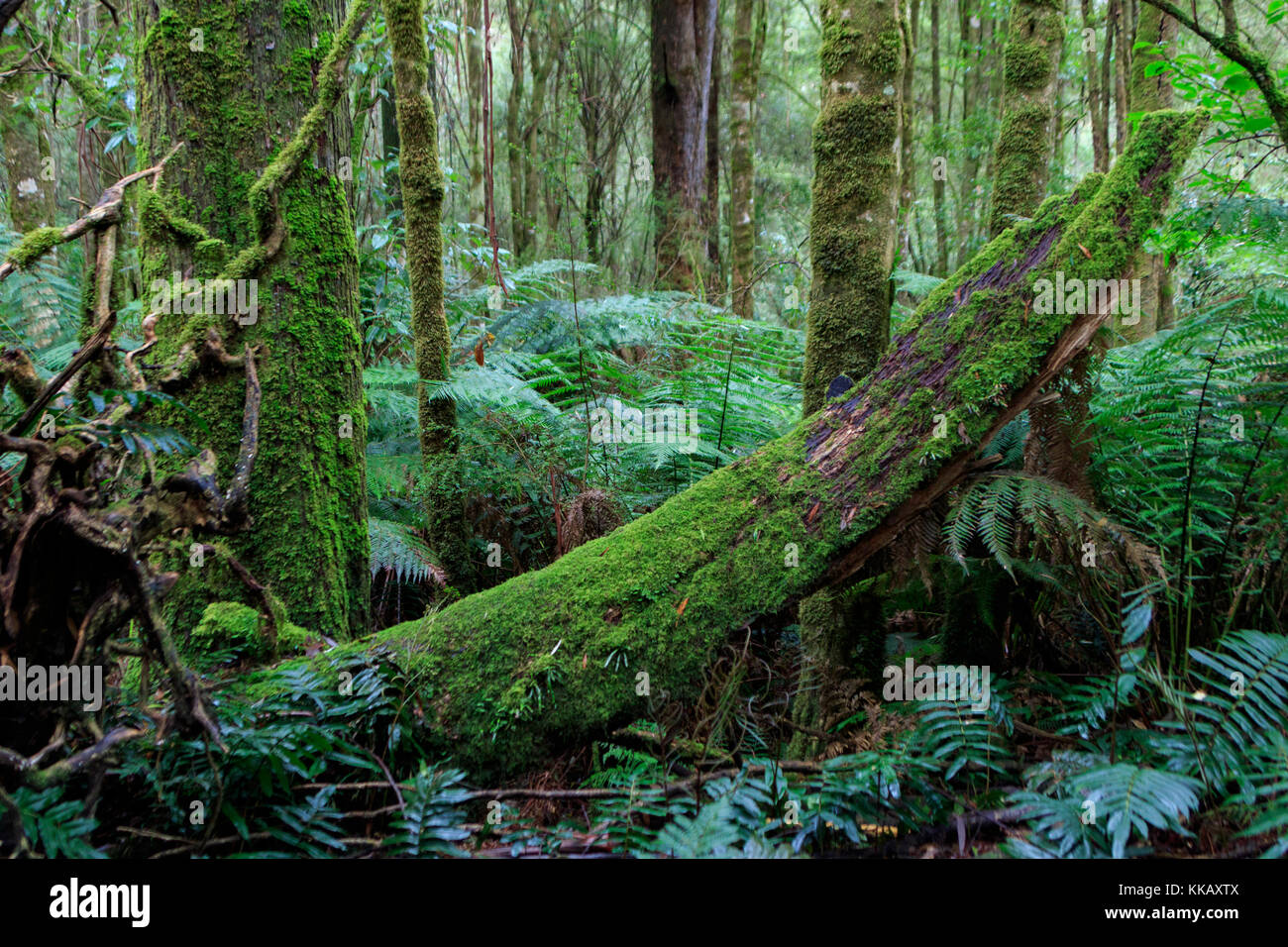Australia, Barwon South West region, Great Otway National Park, Otway ...