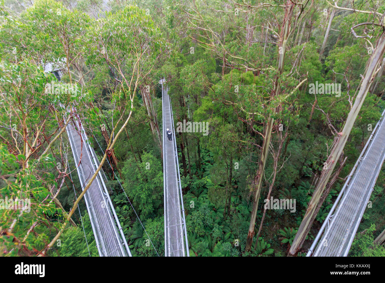 Otway fly treetop hi-res stock photography and images - Alamy