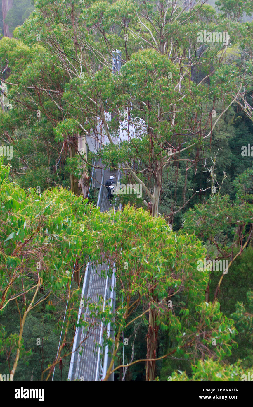 Australia, Barwon South West region, Great Otway National Park, Otway ...