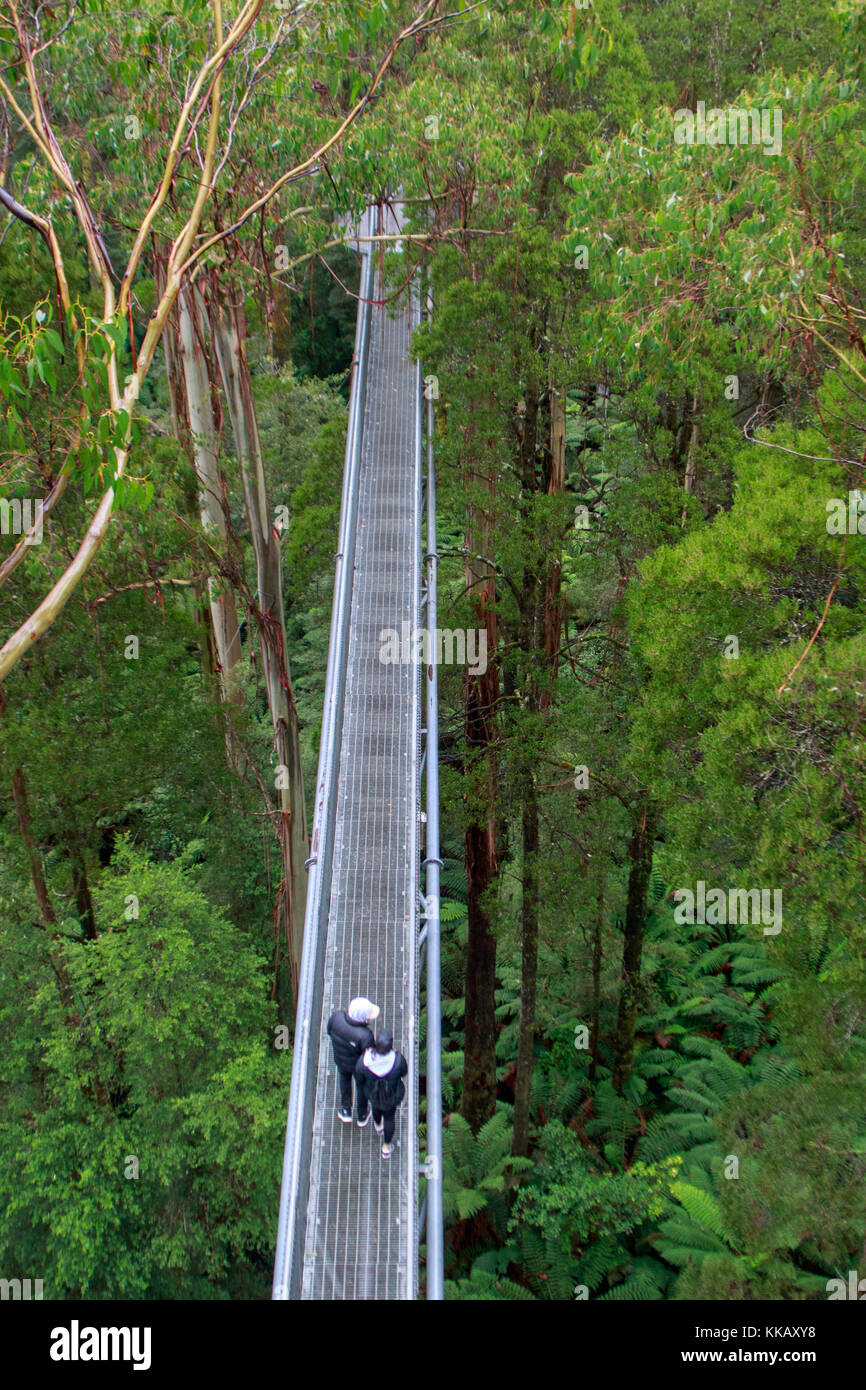 The otway fly treetop walk hi-res stock photography and images - Alamy