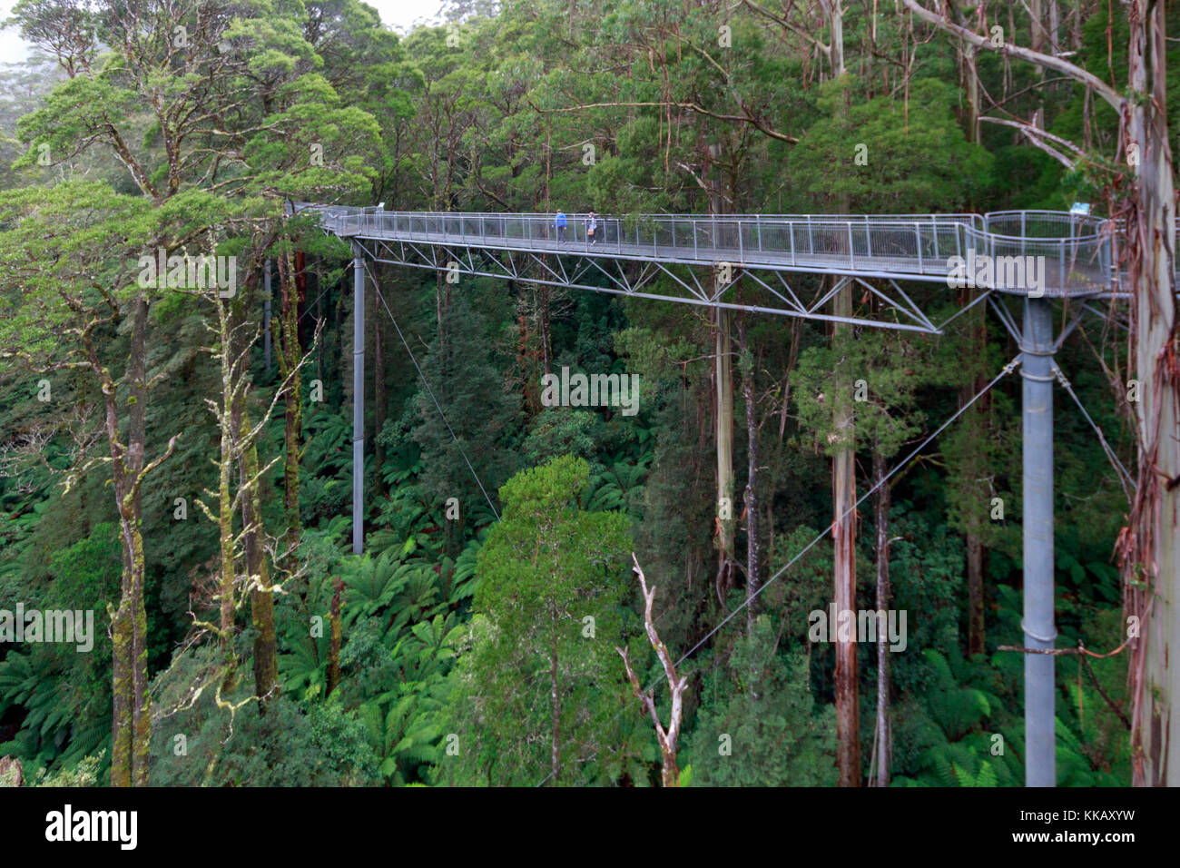 Australia, Barwon South West region, Great Otway National Park, Otway ...