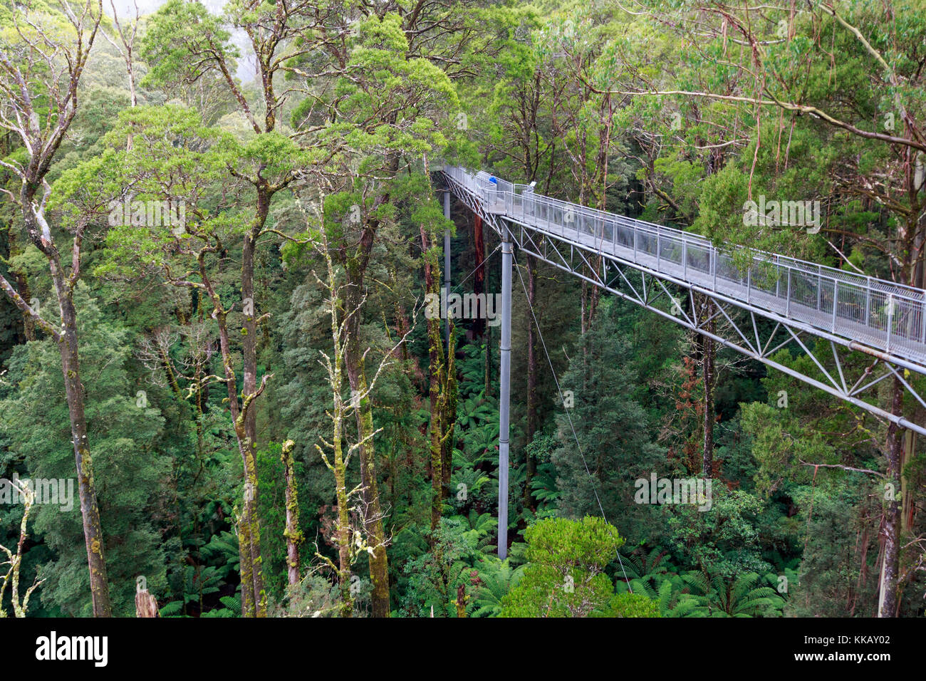 Australia, Barwon South West region, Great Otway National Park, Otway ...