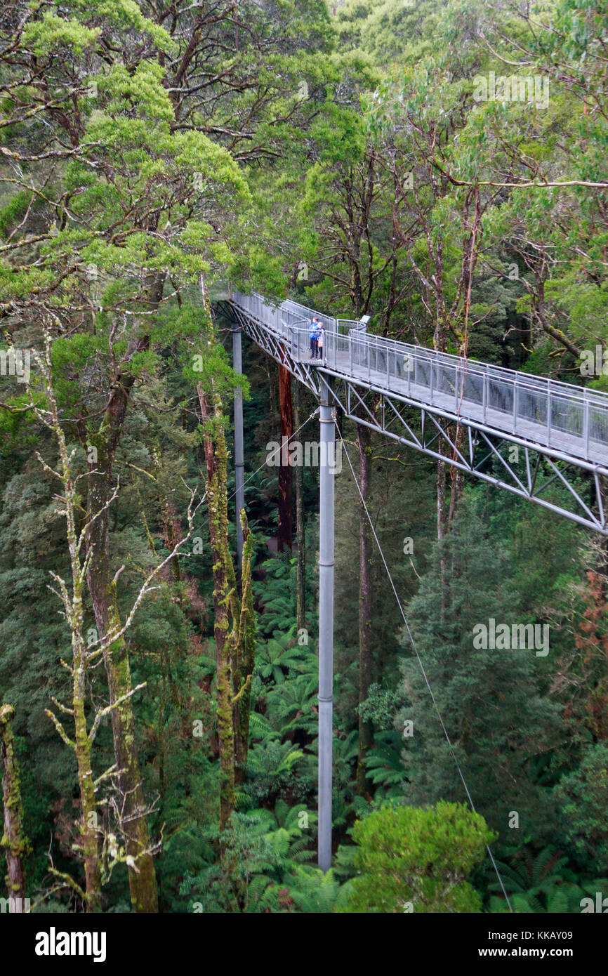 The otway fly treetop walk hi-res stock photography and images - Alamy