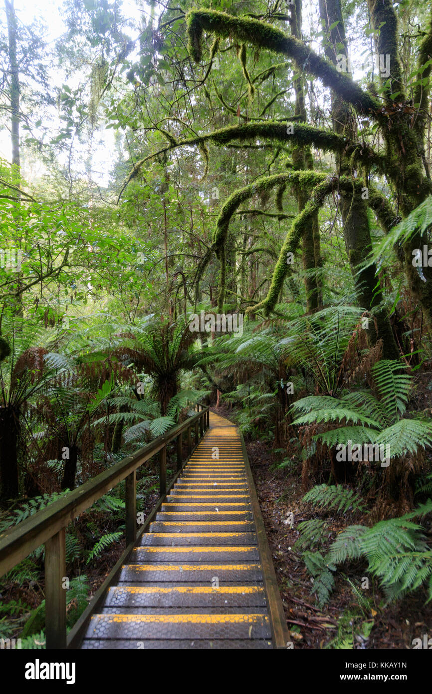 Australia, Barwon South West region, Great Otway National Park, Otway ...