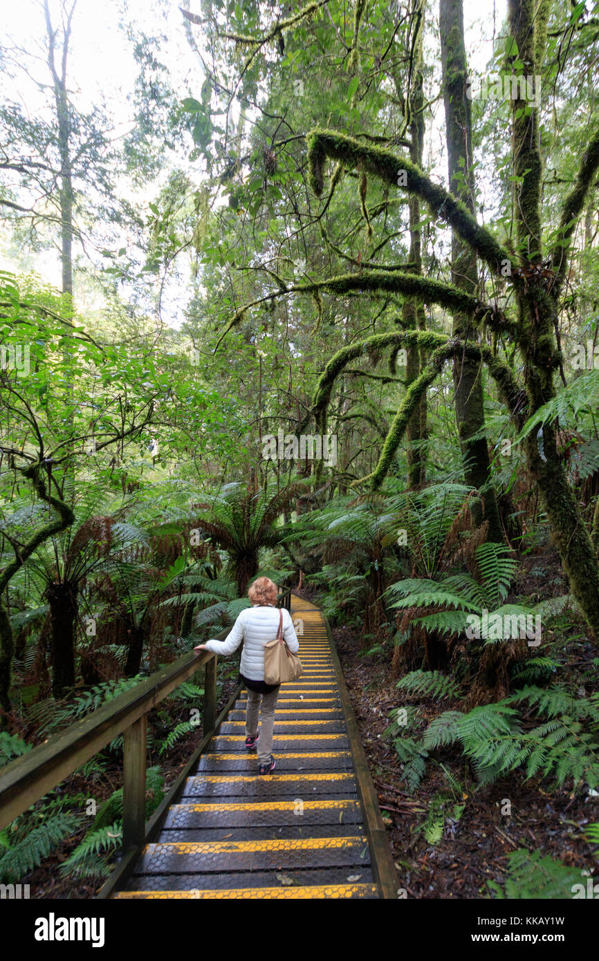 Australia, Barwon South West region, Great Otway National Park, Otway ...