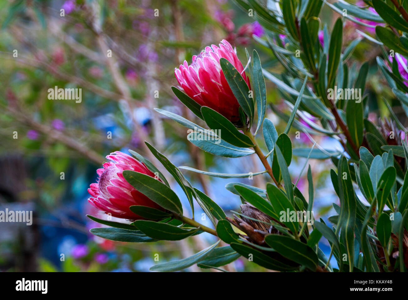 Australia, Eden, New South Wales, Protea, South African, Sugarbushes ...