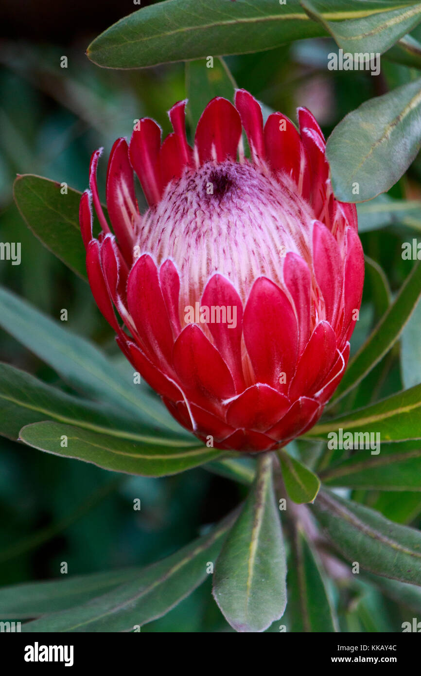 Australia, Eden, New South Wales, Protea, South African, Sugarbushes ...