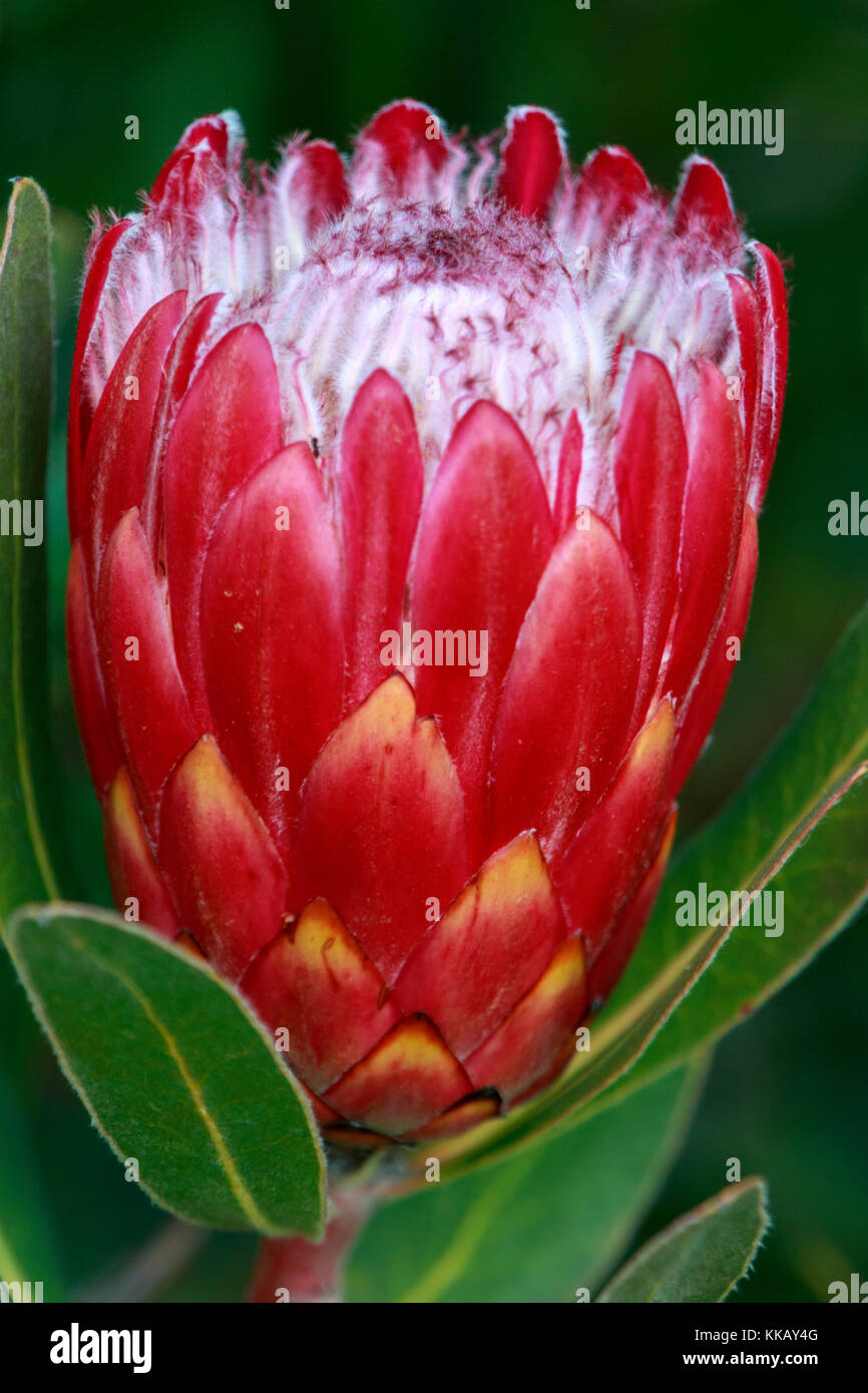 Australia, Eden, New South Wales, Protea, South African, Sugarbushes ...