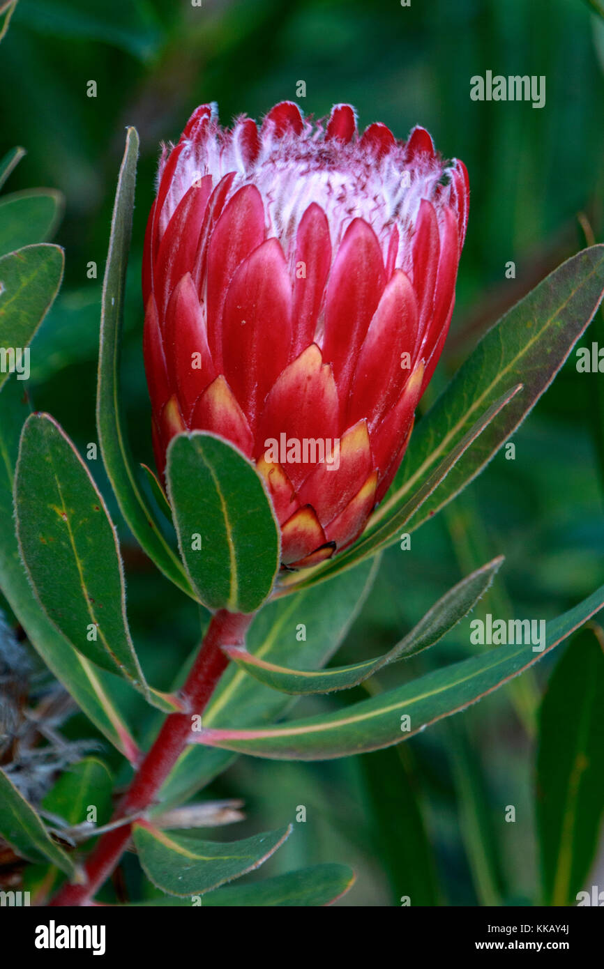 Australia, Eden, New South Wales, Protea, South African, Sugarbushes ...